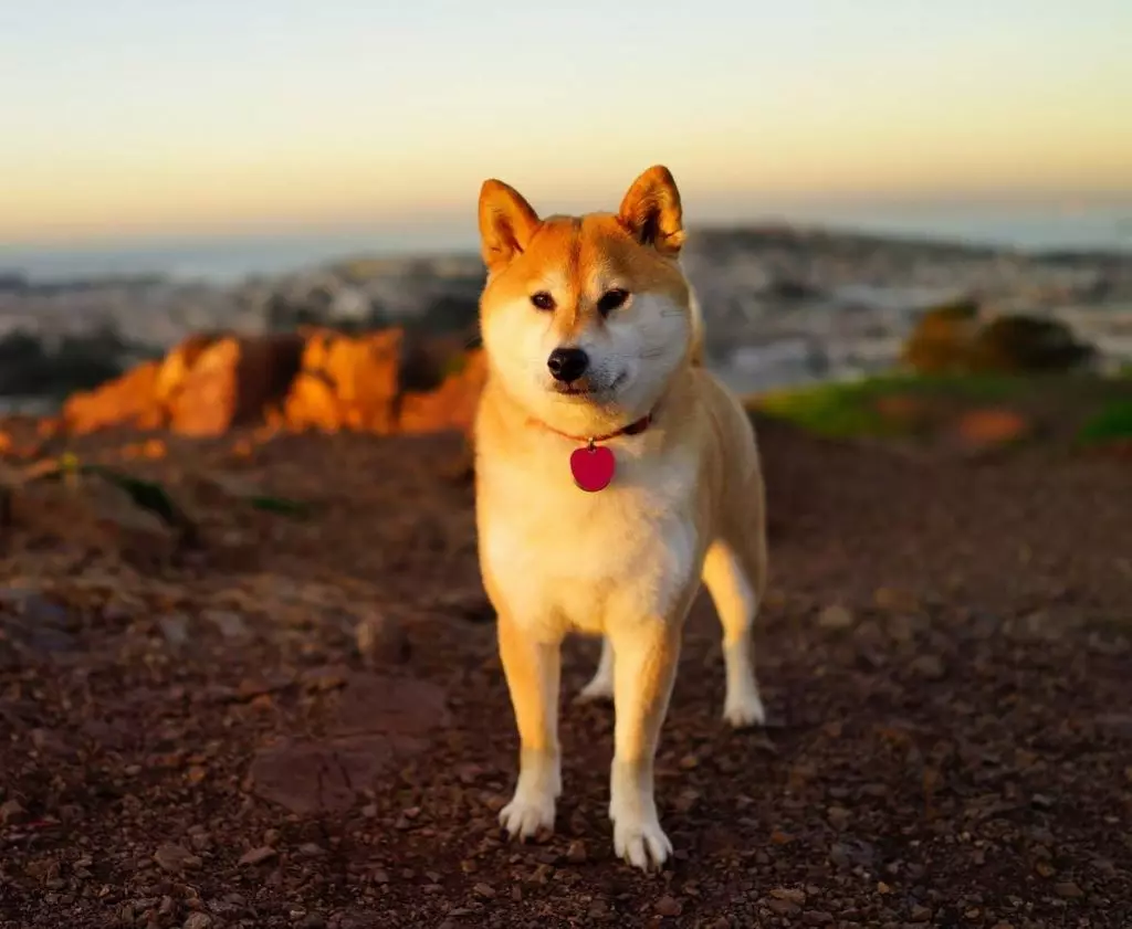 Akita Inu.