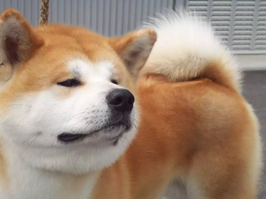 Akita Inu es un tesoro de Japón.