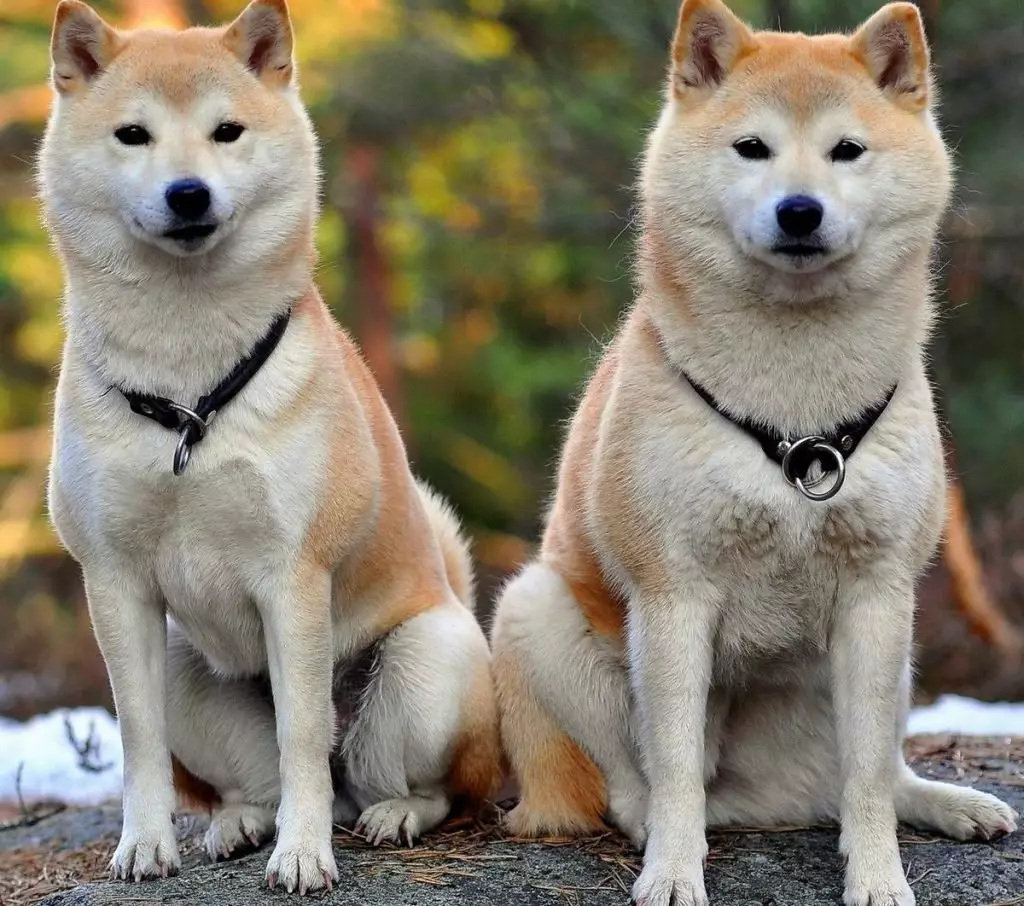 Akitas är otroligt vänliga hundar.