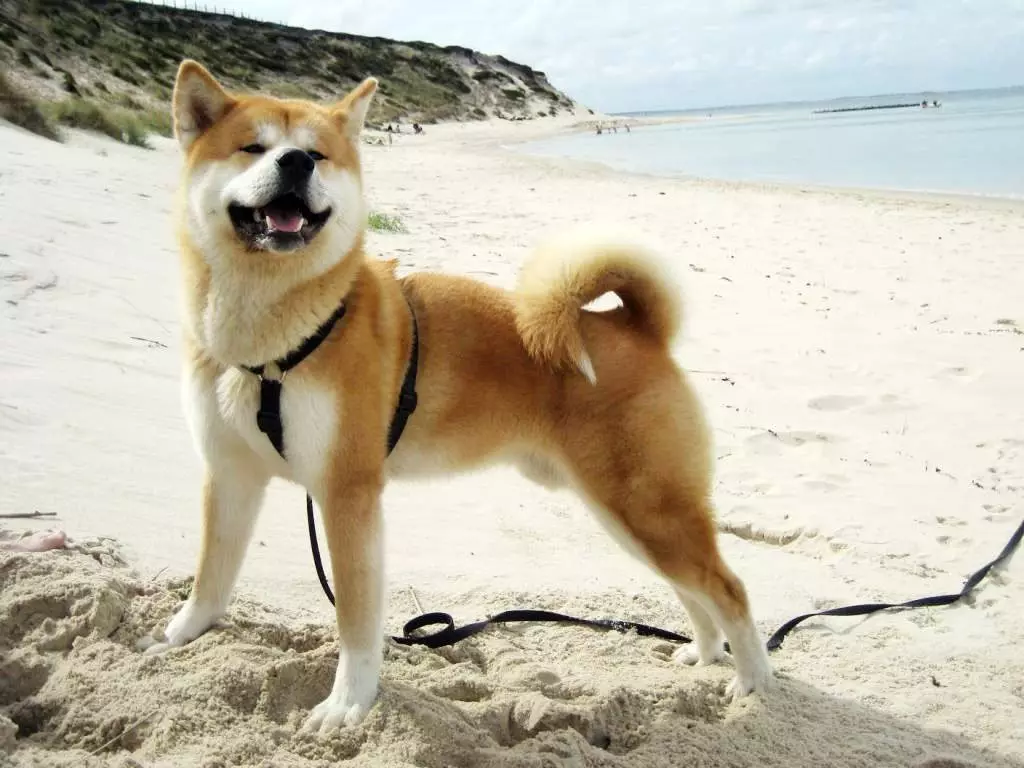 Érase una vez, Akitas montaba guardia ante el mismísimo emperador de Japón.