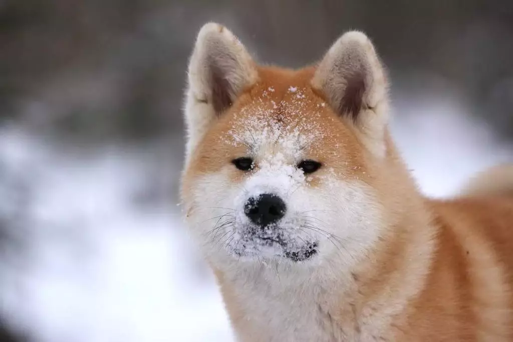 El pelaje espeso y esponjoso no permite que los Akitas se congelen incluso en un invierno feroz.