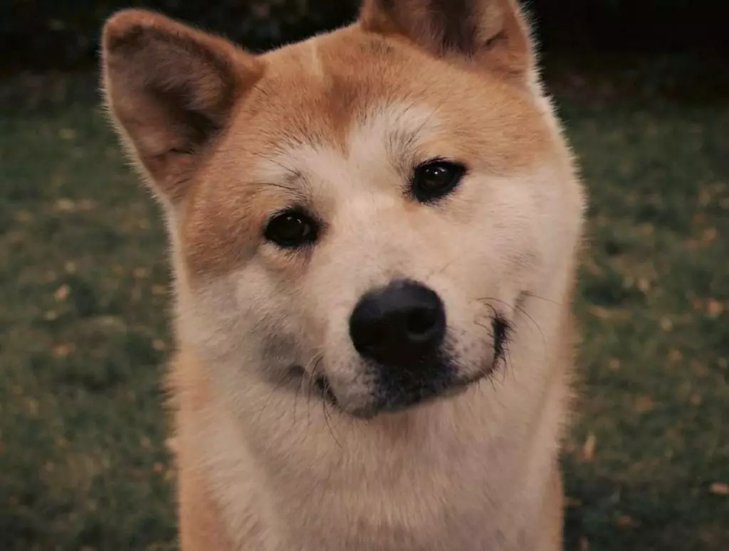 Akita Inu är en av de mest lojala hundraserna.