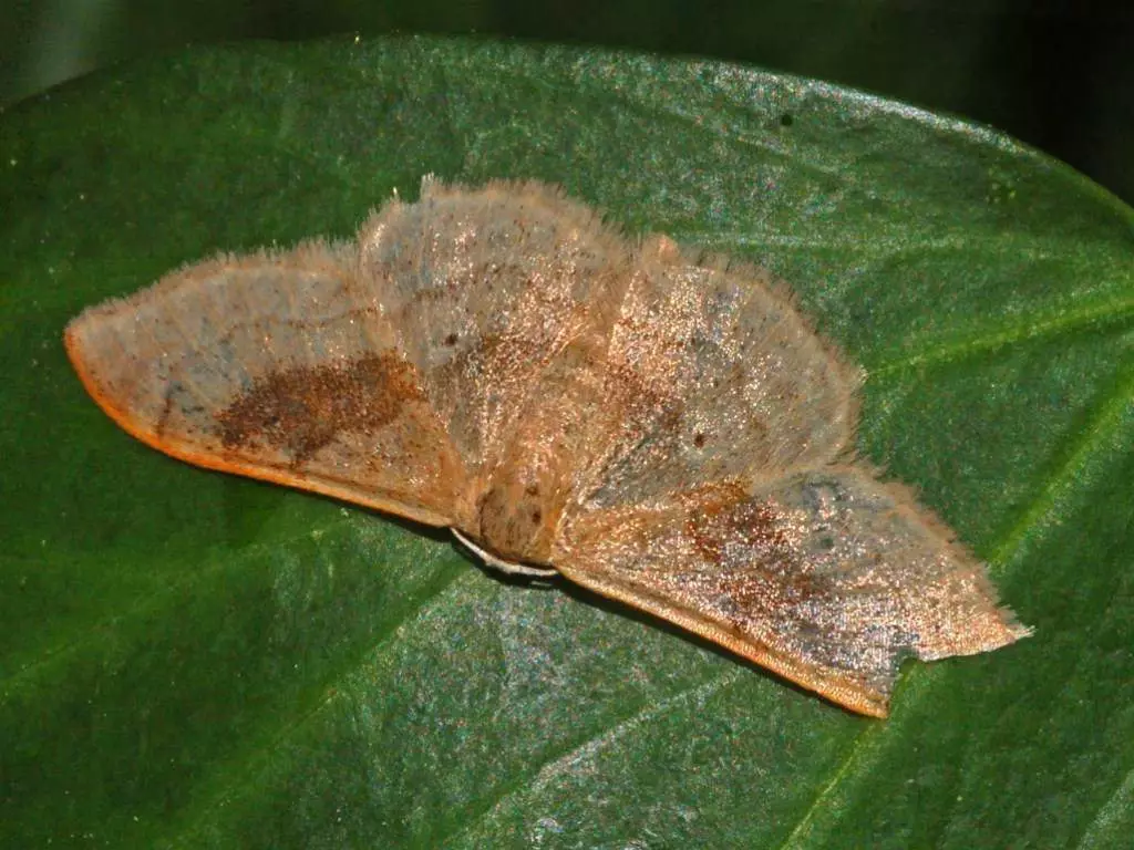 Ngengat (Geometridae).