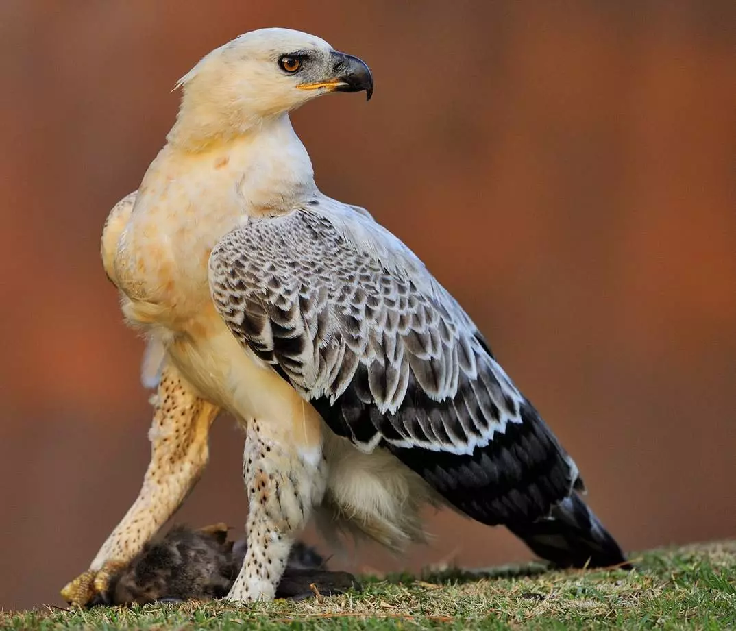 Okrunjeni orao (Stephanoaetus coronatus).