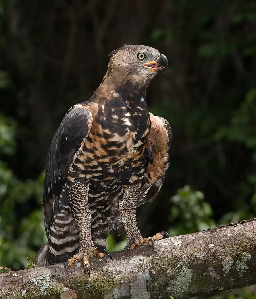 Una àguila coronada caça les seves preses d’un arbre.