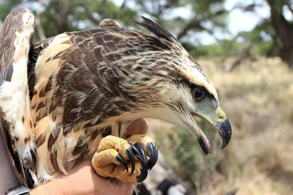 L’envergadura de l’àguila coronada fa 2 metres, el pes és d’uns 7 kg.