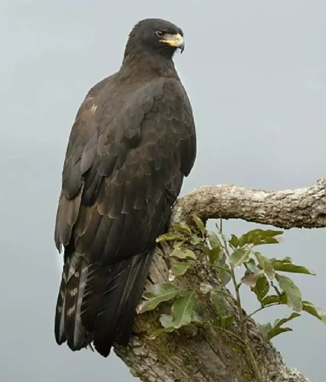 Swart arend (Ictinaetus malayensis).