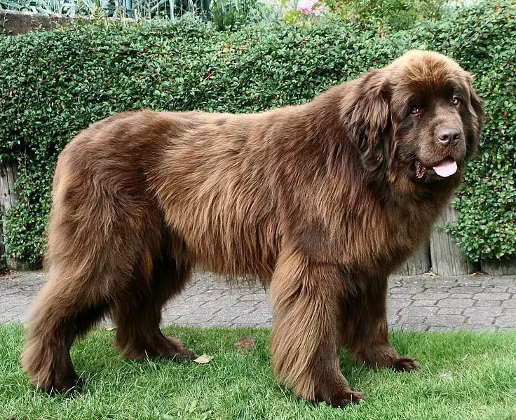 Newfoundlands เป็นผู้พิทักษ์และเพื่อนที่เชื่อถือได้และภักดี