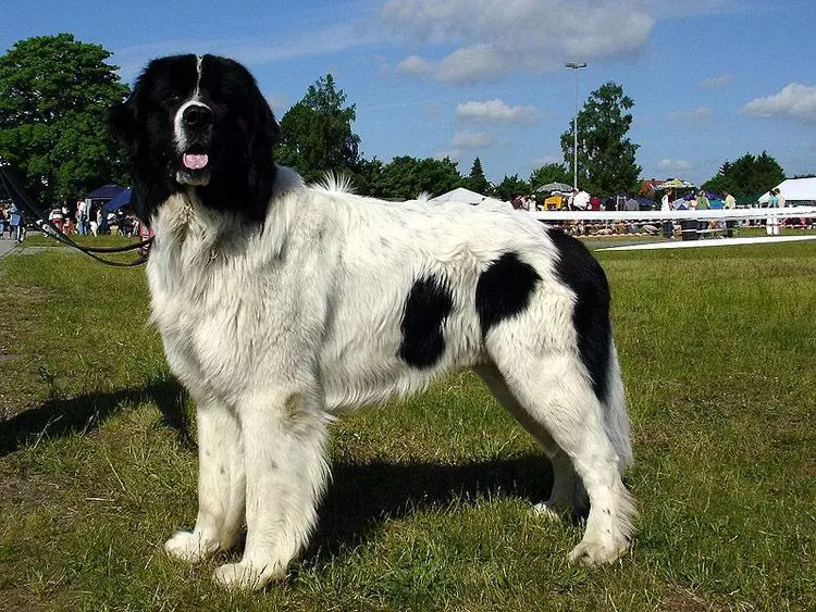 Newfoundland svart och vitt.