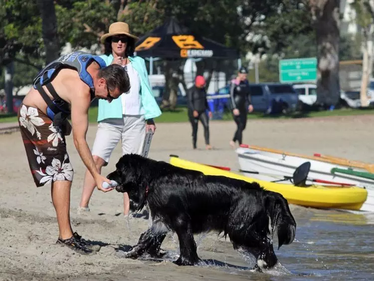 Newfoundlands är heroiska hundar.