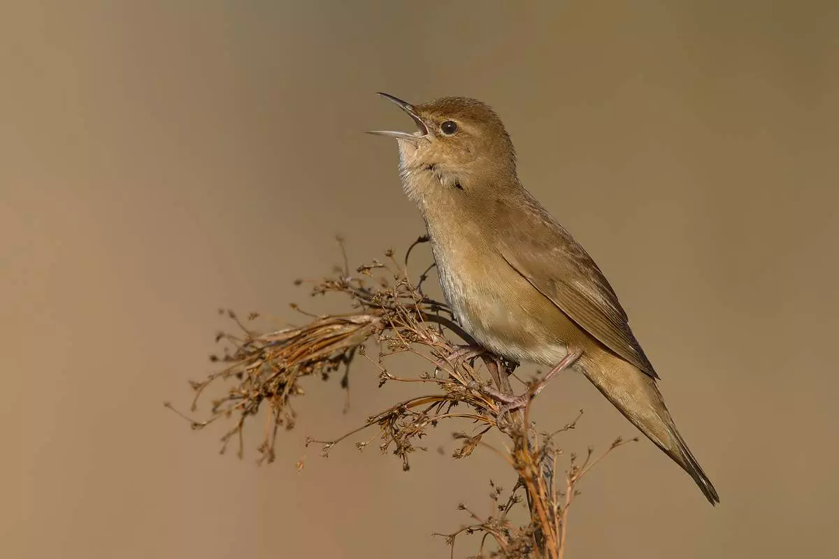 Jangkrik nightingale (Locustella luscinioides).