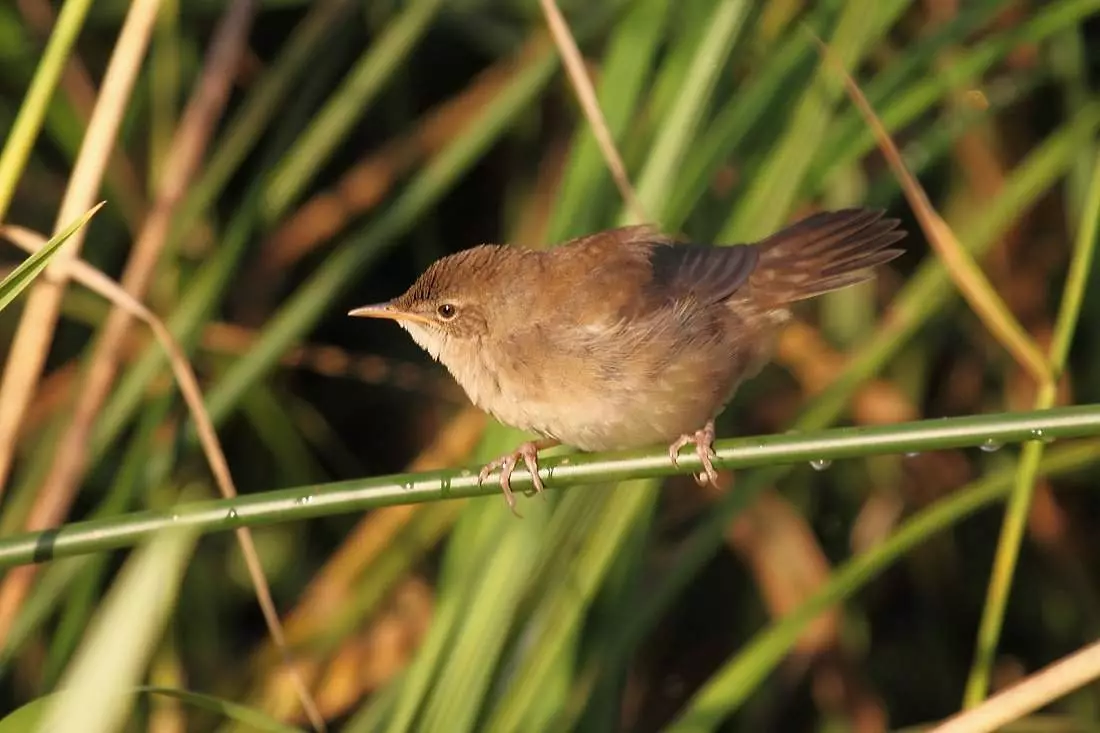 Il-krikit tan-nightingale jirrikjedi żoni estensivi ta 'ilma ta' lagi u bassasiet b'ħafna nutrijenti.