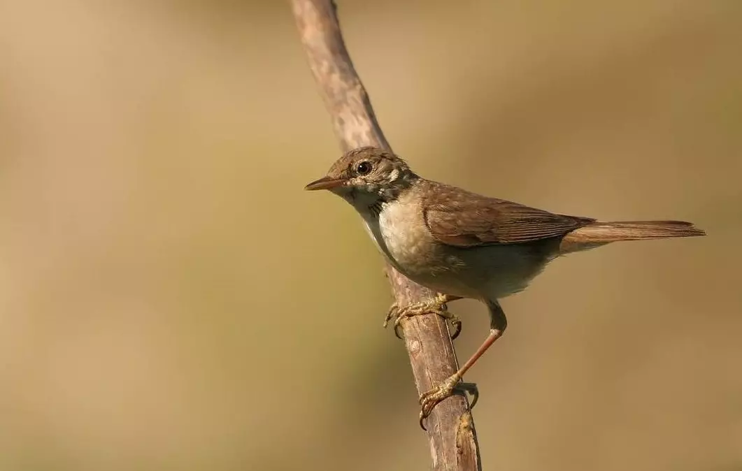 El grillo ruiseñor hiberna en el Sahel y realiza su vuelo principalmente de noche.