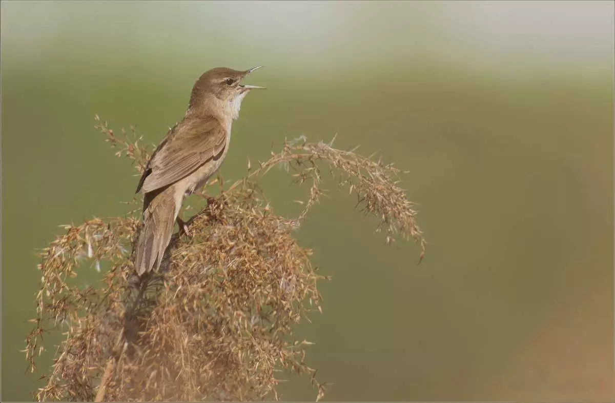 Greierul privighetoare caută insecte și păianjeni în stuf.