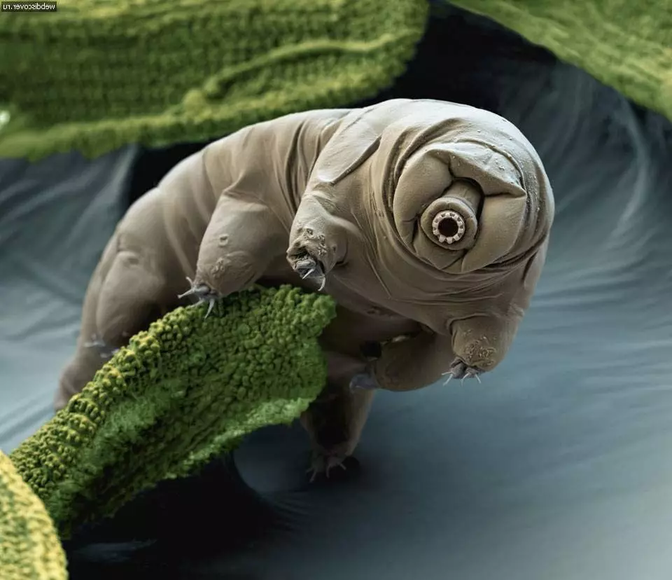 Tardigrade (Tardigrada).