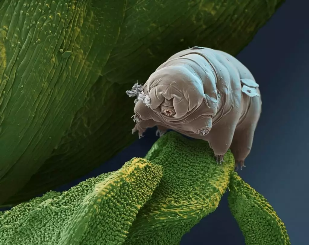 Tardigradoj manĝas plantosukon.