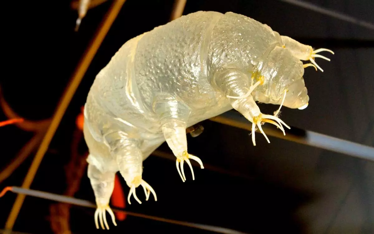 Tardigradoj havas unikan viglecon.