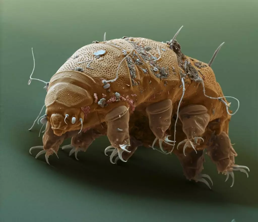 Tardigradoj postvivis la spacan flugon.