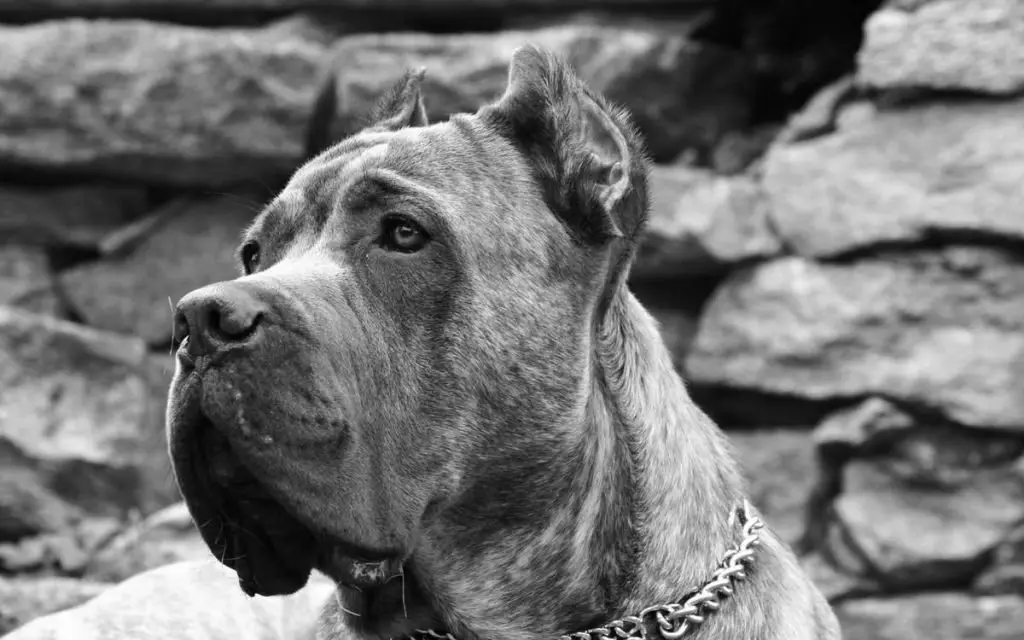 Cane Corso jẹ ajọbi atijọ ti awọn oluṣọ Italia.