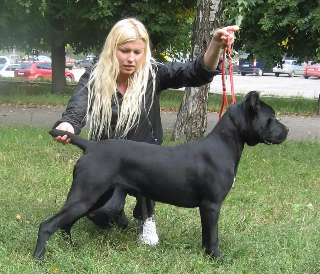 Cane Corso e nang le litsebe le mohatla.