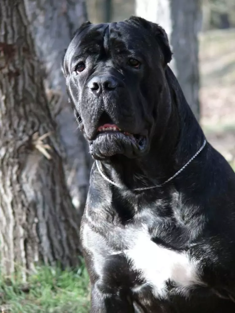 Cane Corso karnukan sabis ne na gaske.