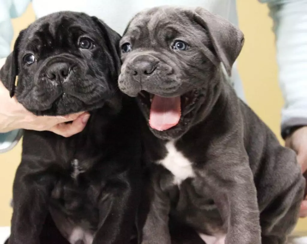 I-Cane Corso yizinja zensizakalo yangempela.