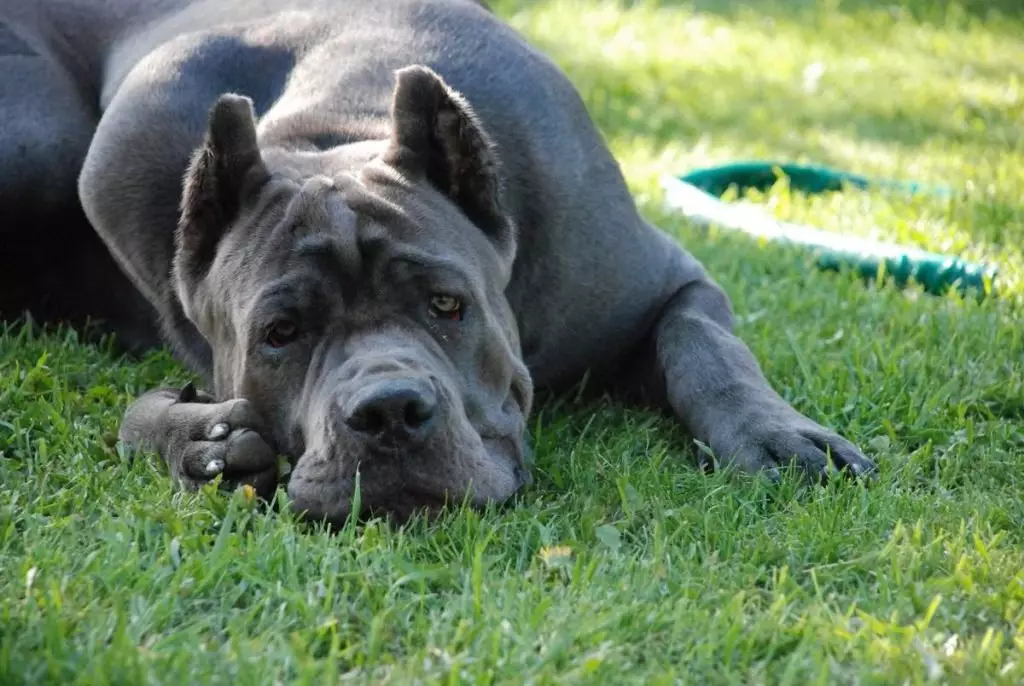 'Mele oa Cane Corso o moputsoa.