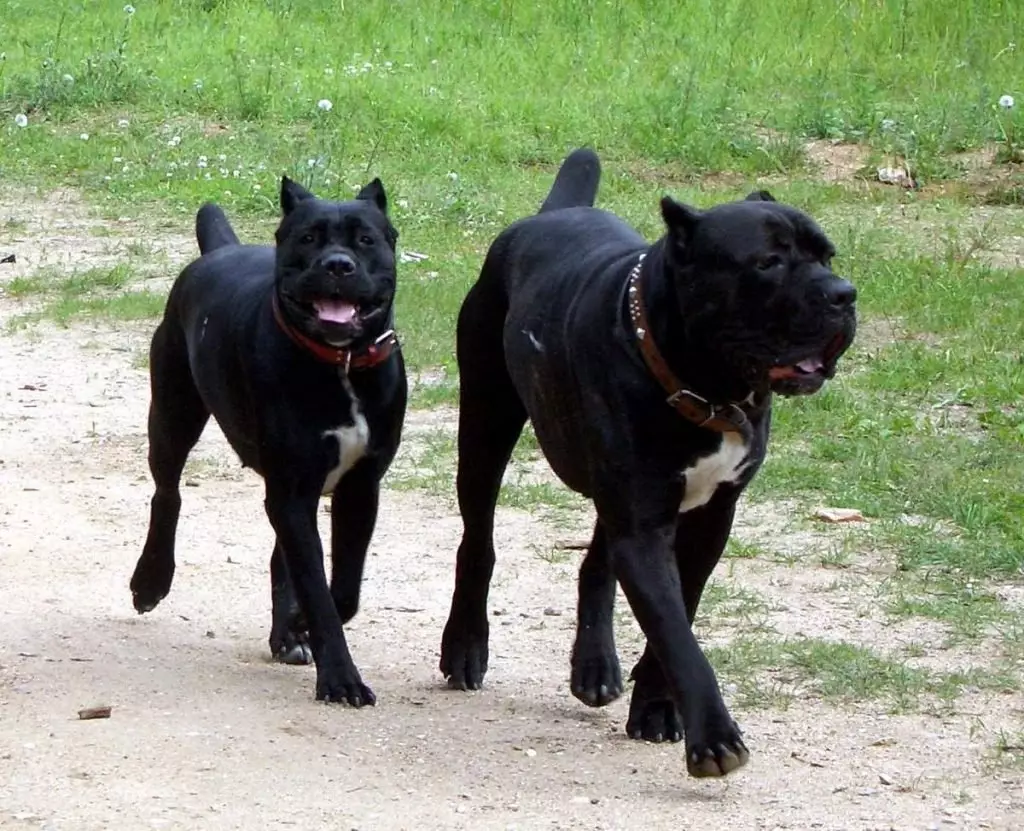 Awọn aaye funfun lori àyà ti Cane Corso ko ka abawọn kan.