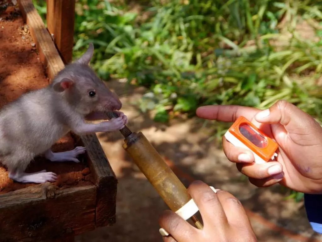 Eksperimen ditindakake kanggo milih lan nglatih tikus.