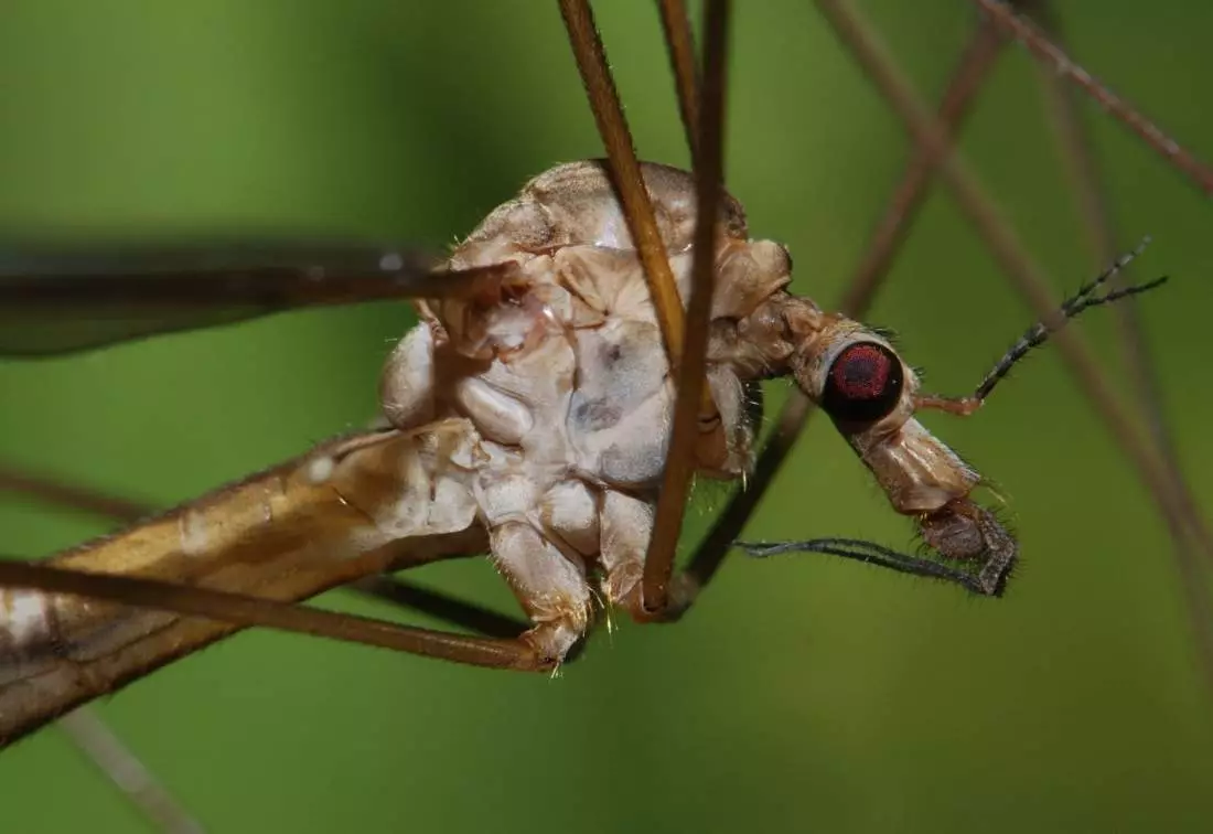 Fotografija dosadnog počinitelja izbliza.