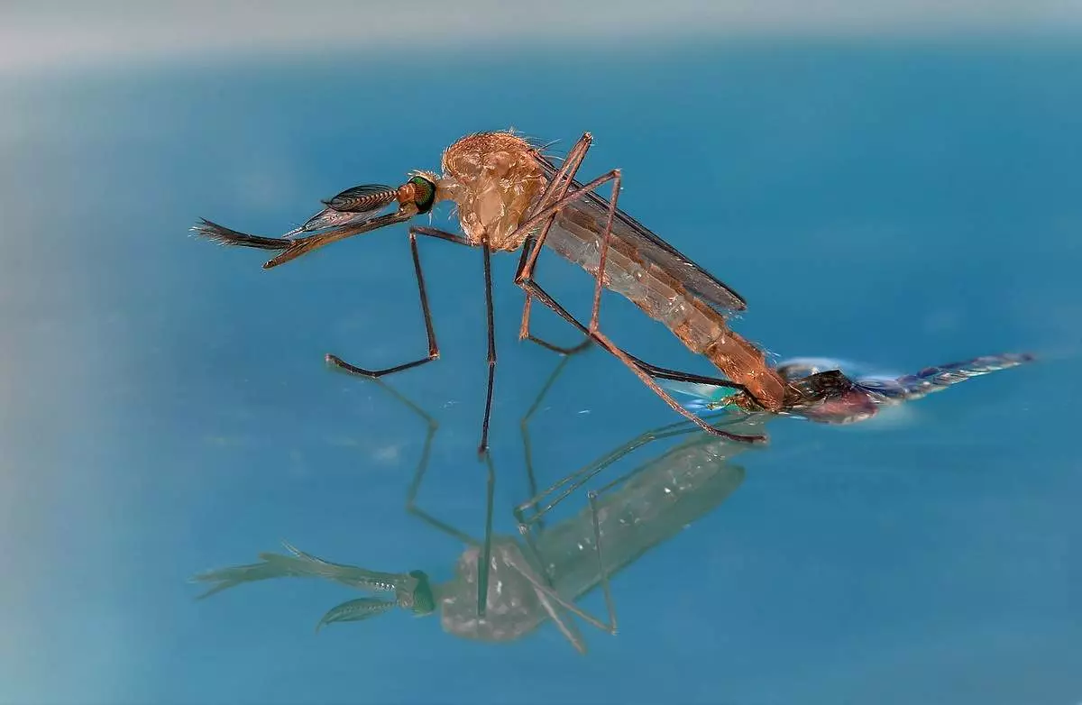 Eine Mückenlarve, die unter Wasser auftaucht.