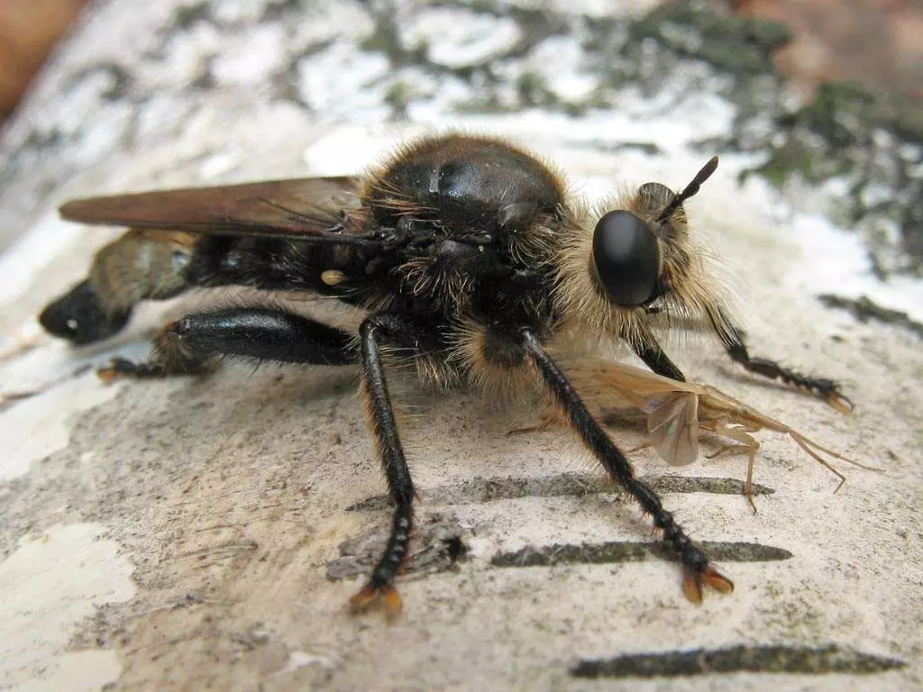 Midges binne dragers fan in ferskaat oan sykten.