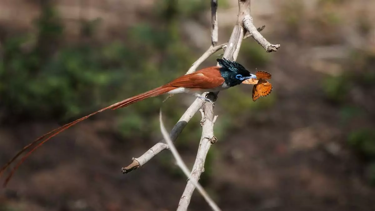 Paradise flycatchers feed on insects.