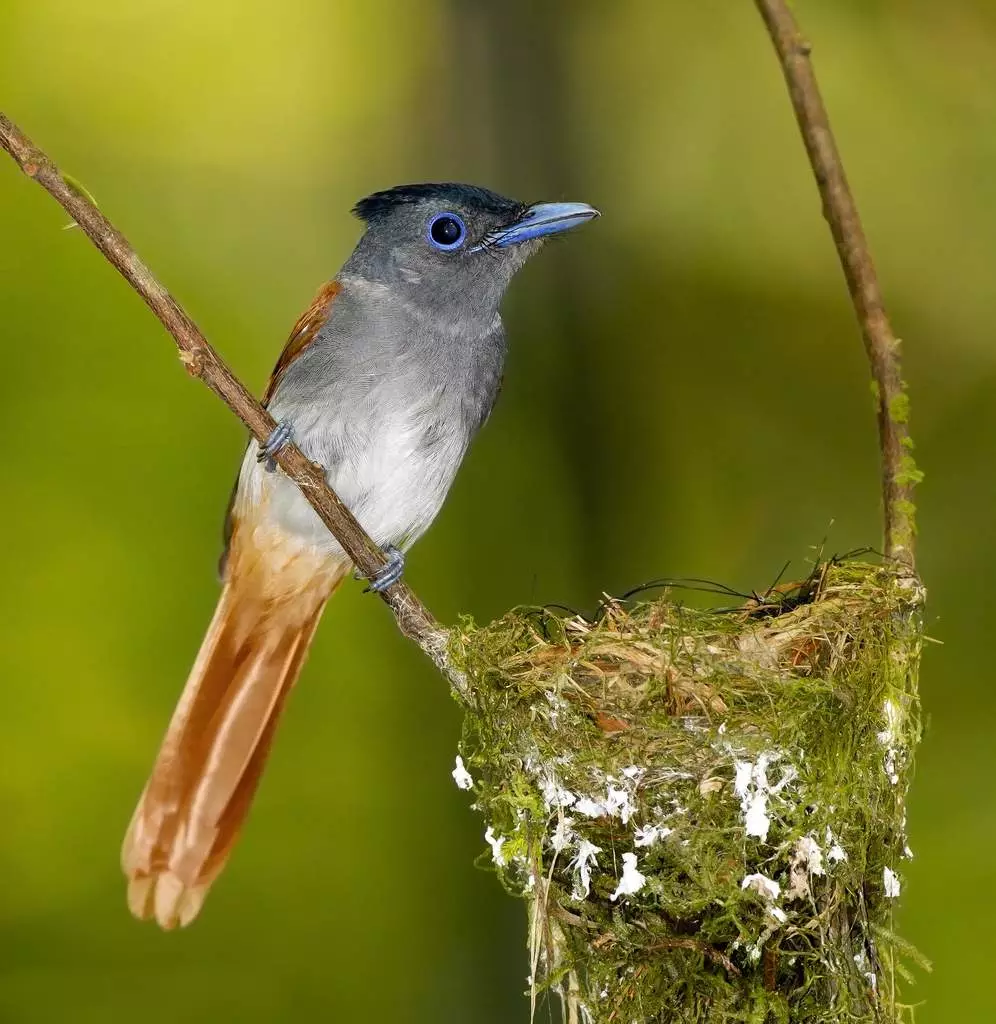 Pticama je potrebno oko tjedan dana da sagrade gnijezdo u obliku stošca.