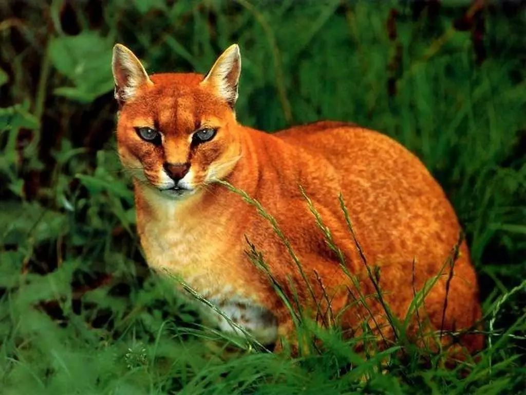 Gato dourado (Profelis aurata).