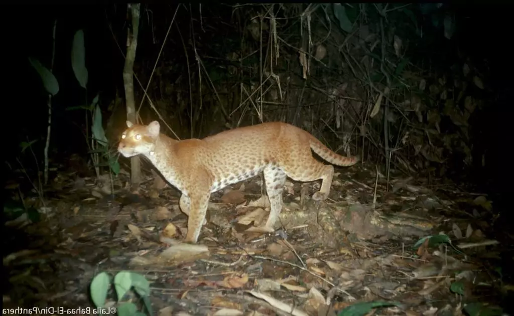 රන්වන් පැහැති පූසෙකු දඩයම් කිරීම.