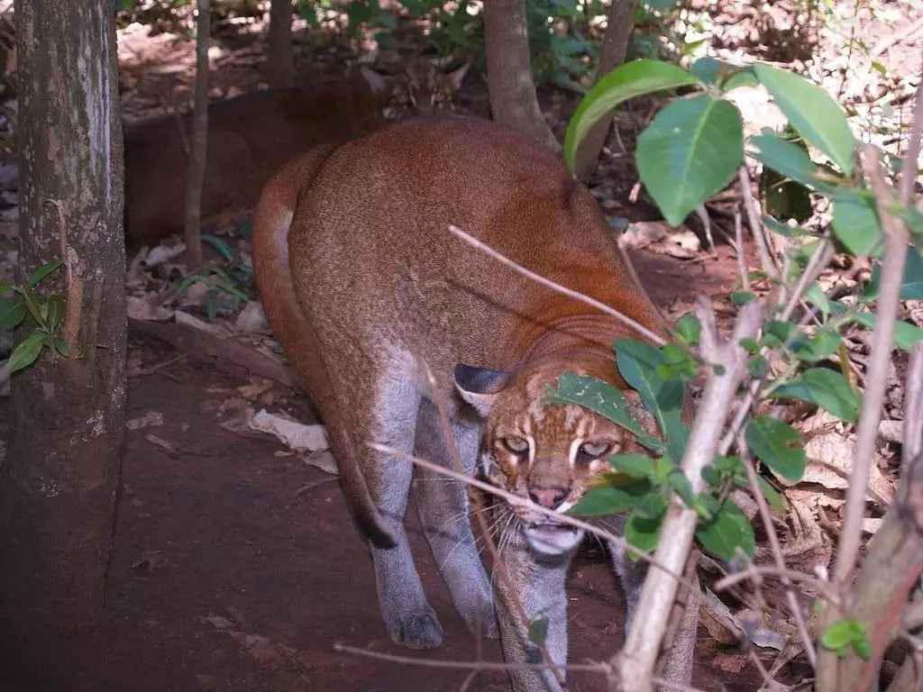 Kucing emas Afrika lebih suka gaya hidup sendirian.