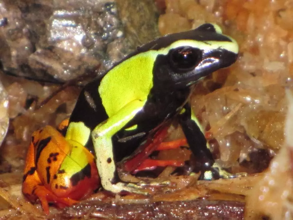 Mantella (Mantellidae).