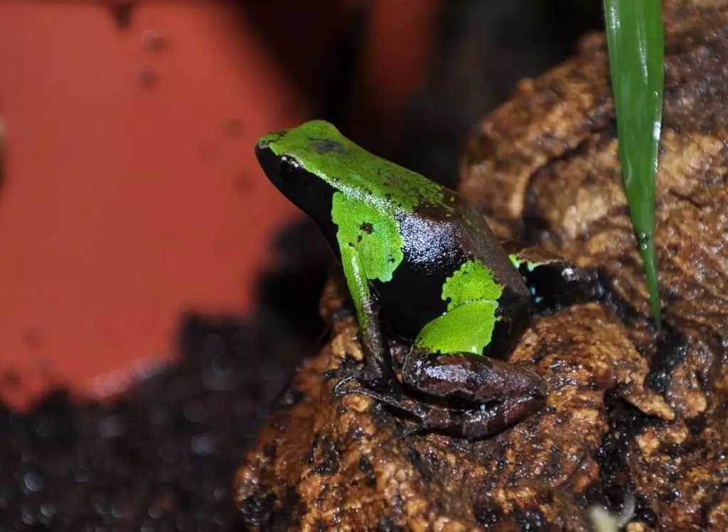 Bretkosat Mantella janë shumë të ndjeshme ndaj ndryshimeve të temperaturës.