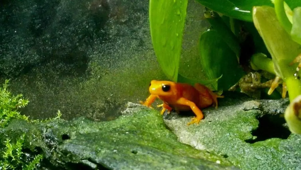 Mantella emas (alias emas) adalah yang paling populer dari mantellas.