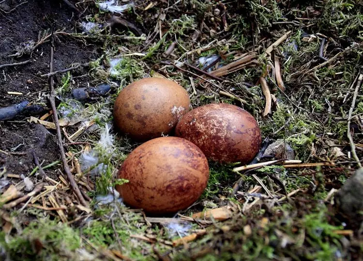 Ly hợp trứng của chim ưng peregrine.