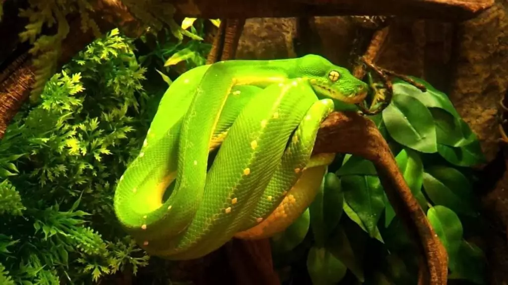 Tugtar pythons arboreal ar pythons glasa freisin.