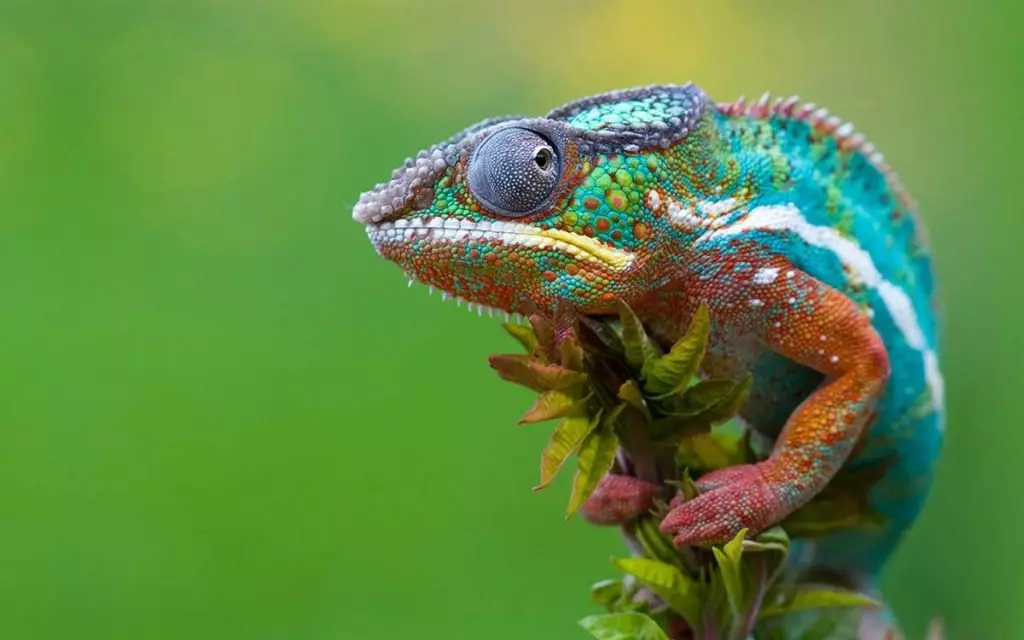 Bunglon, kehidupan mereka di terarium.