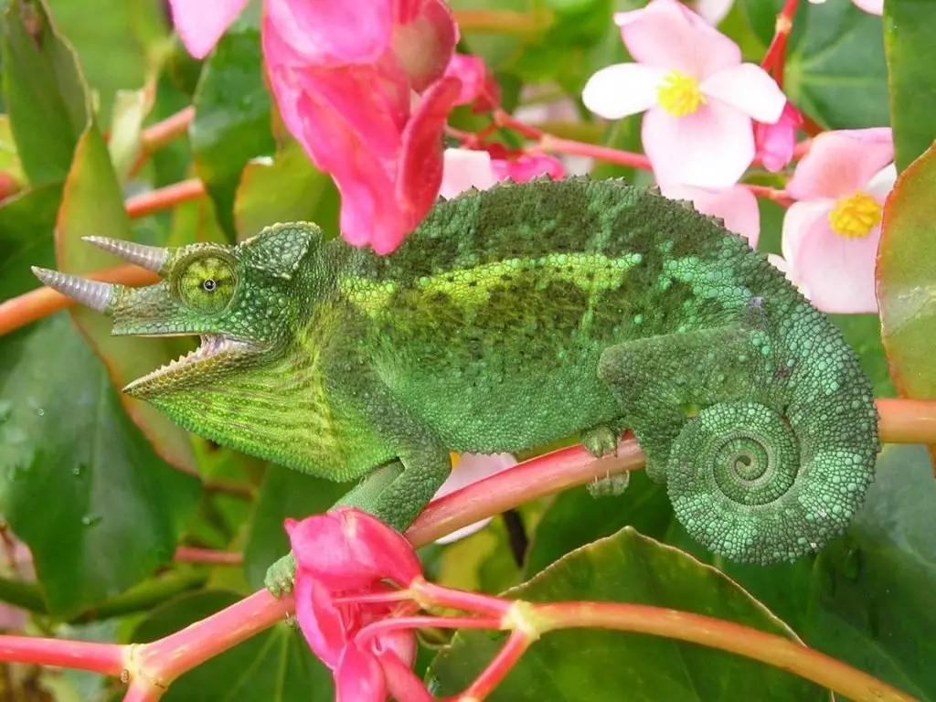 Before adopting a chameleon, read the guidelines for setting up your terrarium.