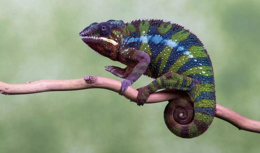 Assurez-vous que votre caméléon est fourni avec tout ce dont vous avez besoin.