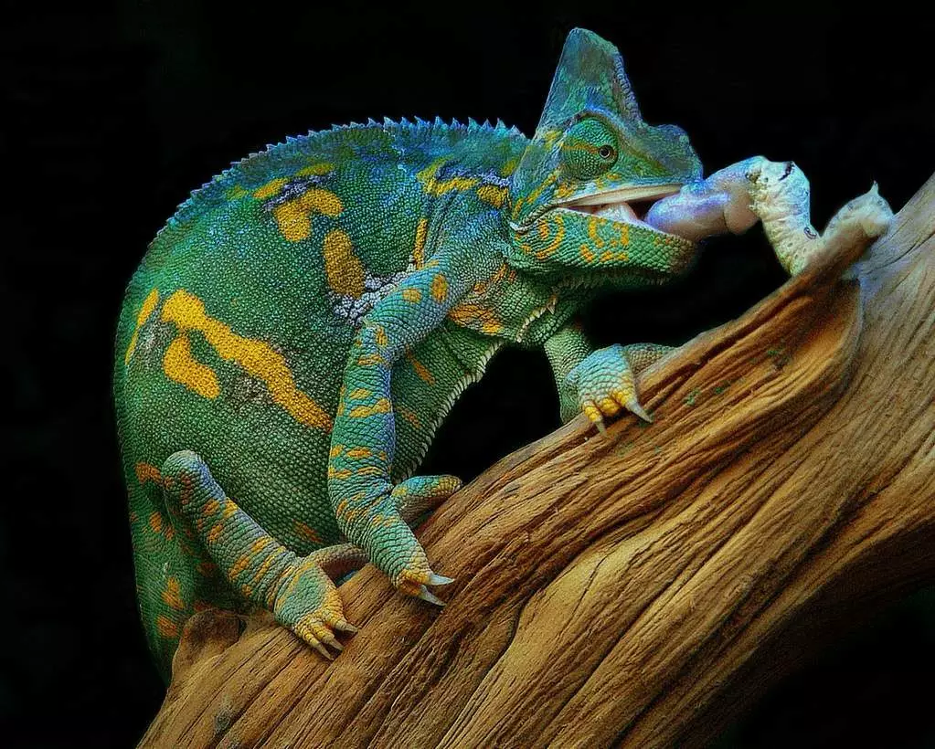 Chameleons are gentle creatures.