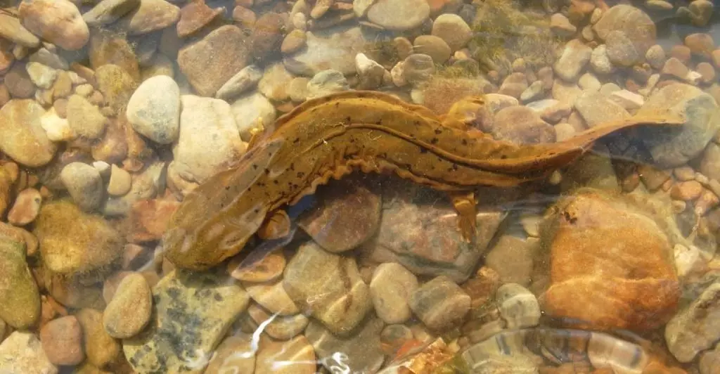 American nnukwu salamanders ma ọ bụ zoro ezo onyinye