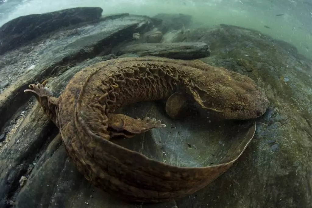 Gigant Salamander, äpet Salamander hem diýilýär.