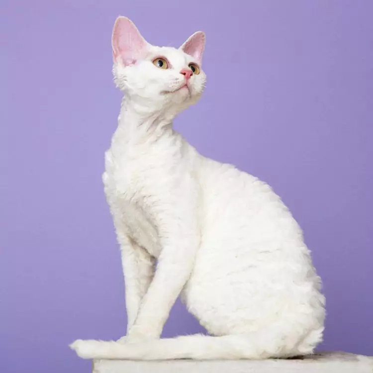 Macja Devon Rex.