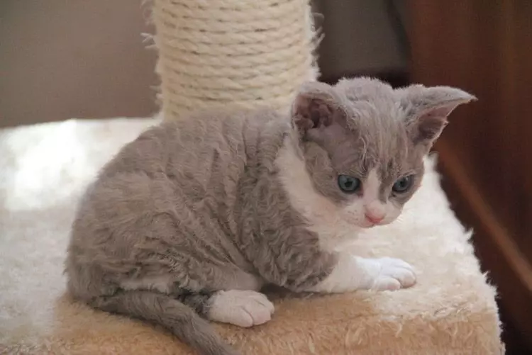 Devon Rex kattunge.